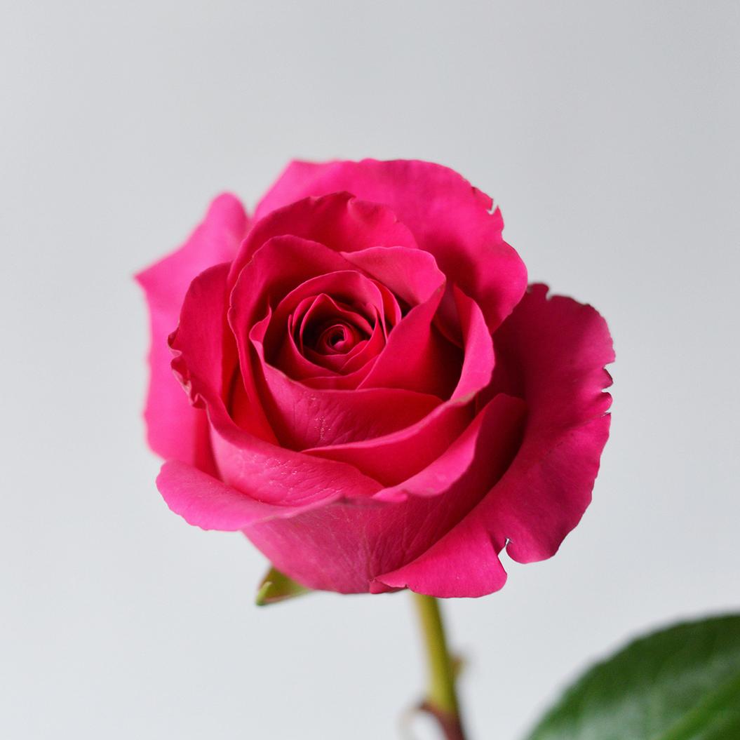 Romance 99 Roses Bouquet | From Singapore's Best Florist | Noble Florist