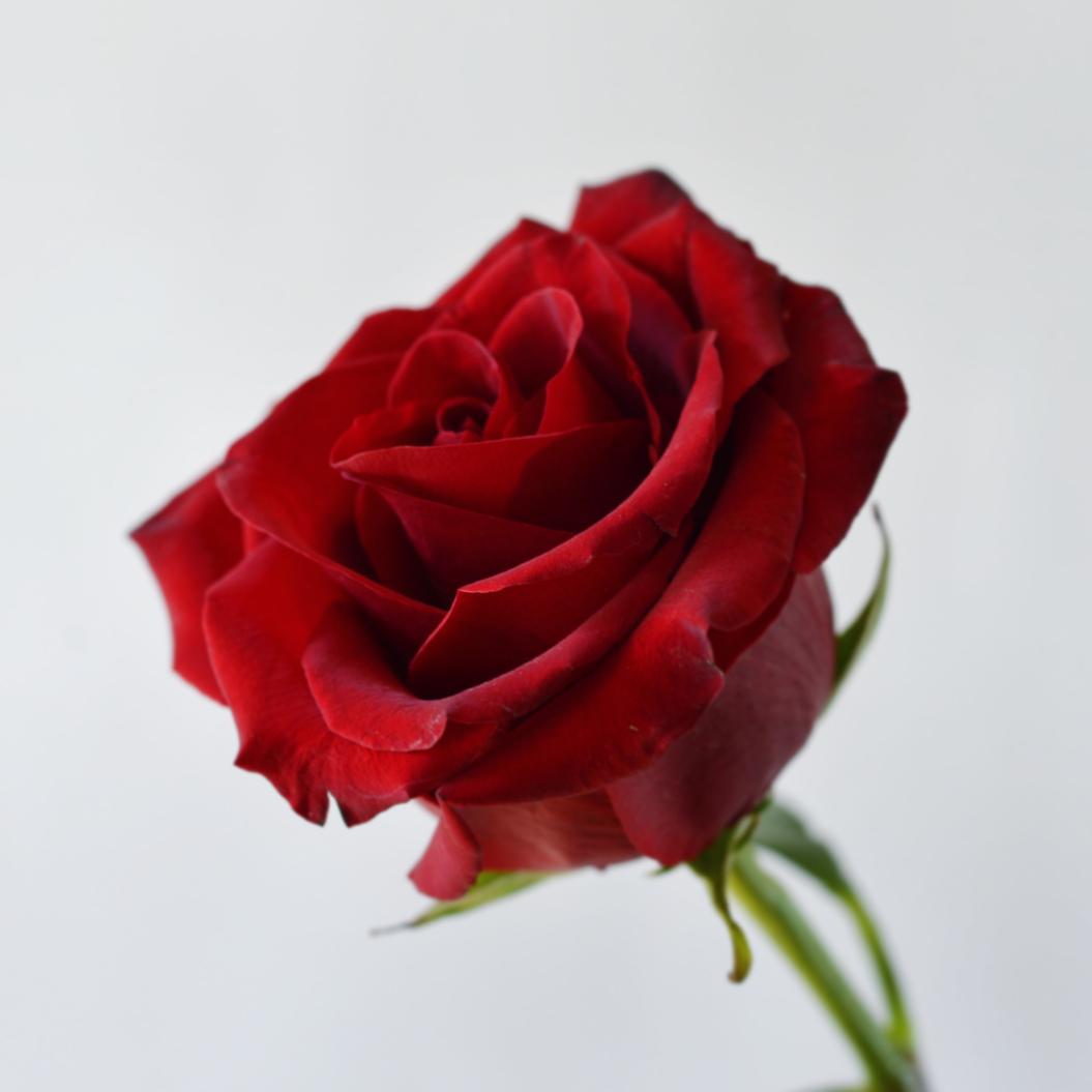 Romance 99 Roses Bouquet | From Singapore's Best Florist | Noble Florist