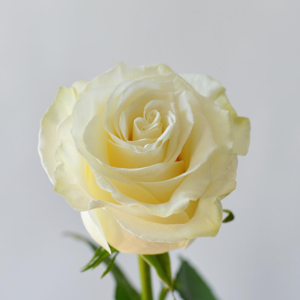 Romance 99 Roses Bouquet | From Singapore's Best Florist | Noble Florist